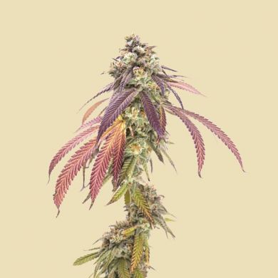 Brain Damage (Autoflower)