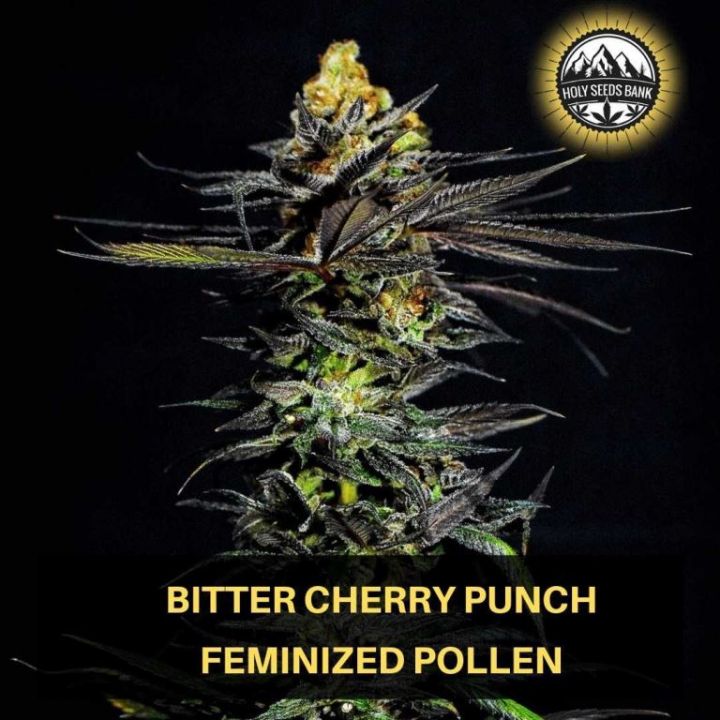 Bitter Cherry Punch Weed Pollen