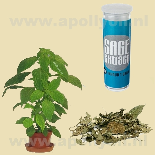 Salvia Extract 20x 1gr