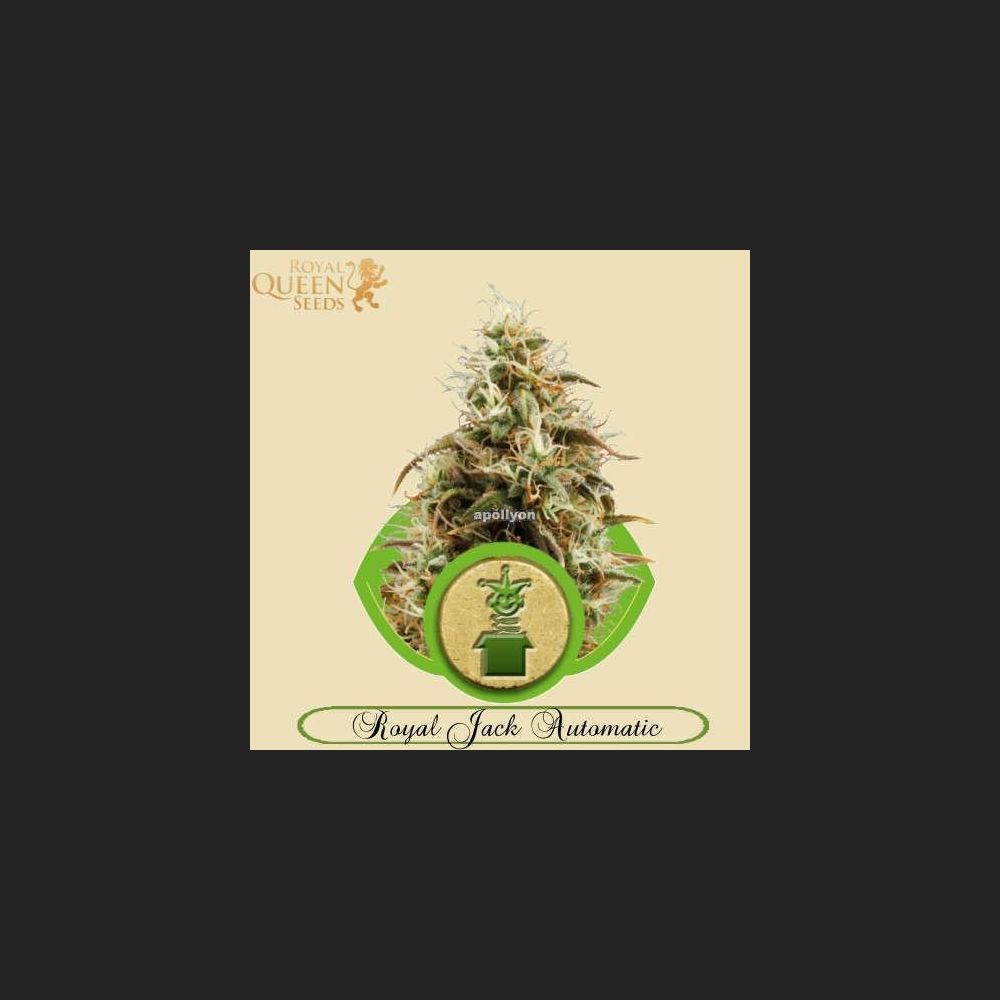 Royal Jack Automatic (Royal Queen Seeds) Autoflowering